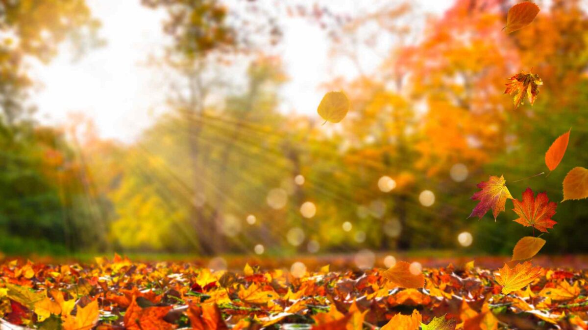 The Best Fall Riddles For The Cozy Season